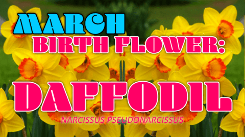 Learn about the March Birth Flower the Daffodil! - Headed West
